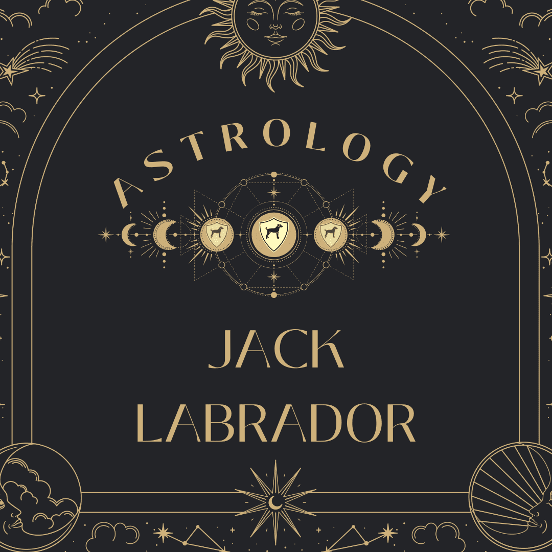 Discover Your December Magic: The Cosmic Dance of JACK LABRADOR's ...